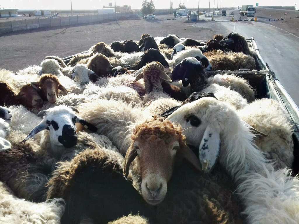 Veterinary Network: 55 sheep died in Neishabour due to drinking ...