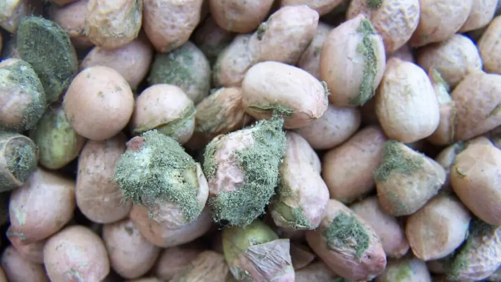 Fungal toxins mar Iranian pistachio exports as EU rejections mount ...
